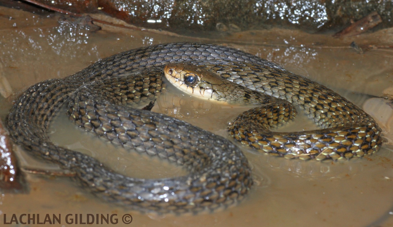 Snake Identification – Snake Catchers Brisbane